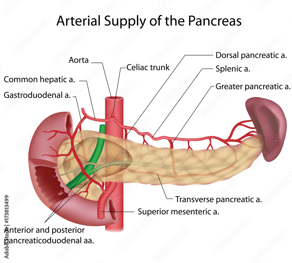 Pancreas Diagram Labelled
