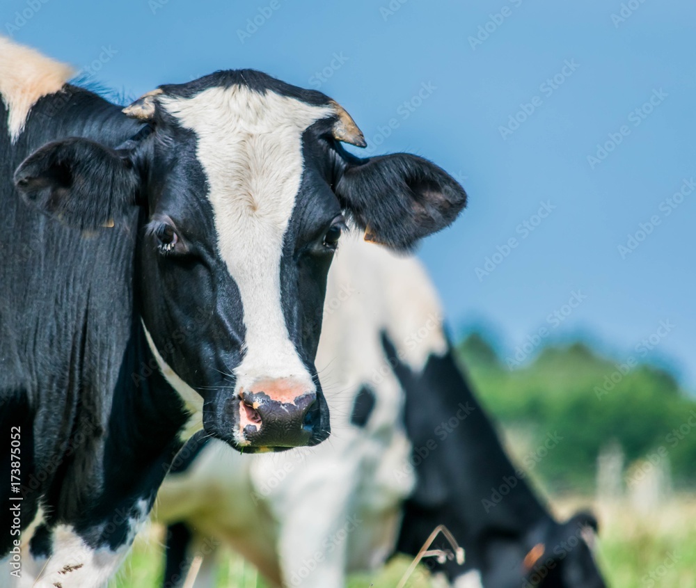 Bovin. Stock Photo | Adobe Stock