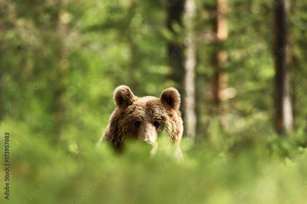 Brown Bear Peeking Over The Hill Bear Peeking Behind The Bushes Stock