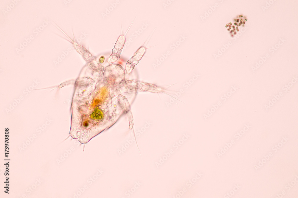Copepod (zooplankton) in freshwater and Marine under microscope. Stock ...