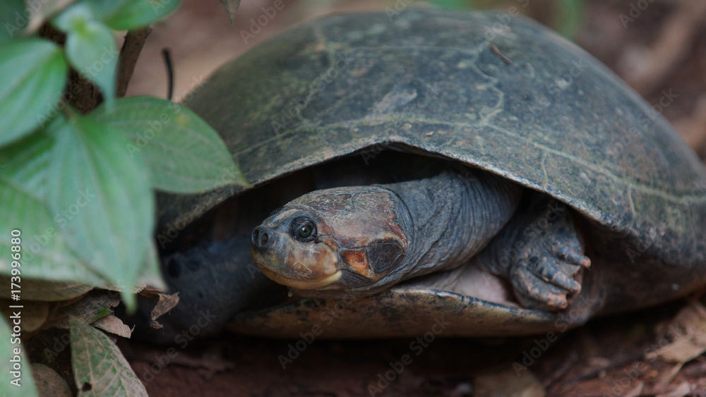 Front view of turtle with legs and head inside its shell in Ecuadorian ...