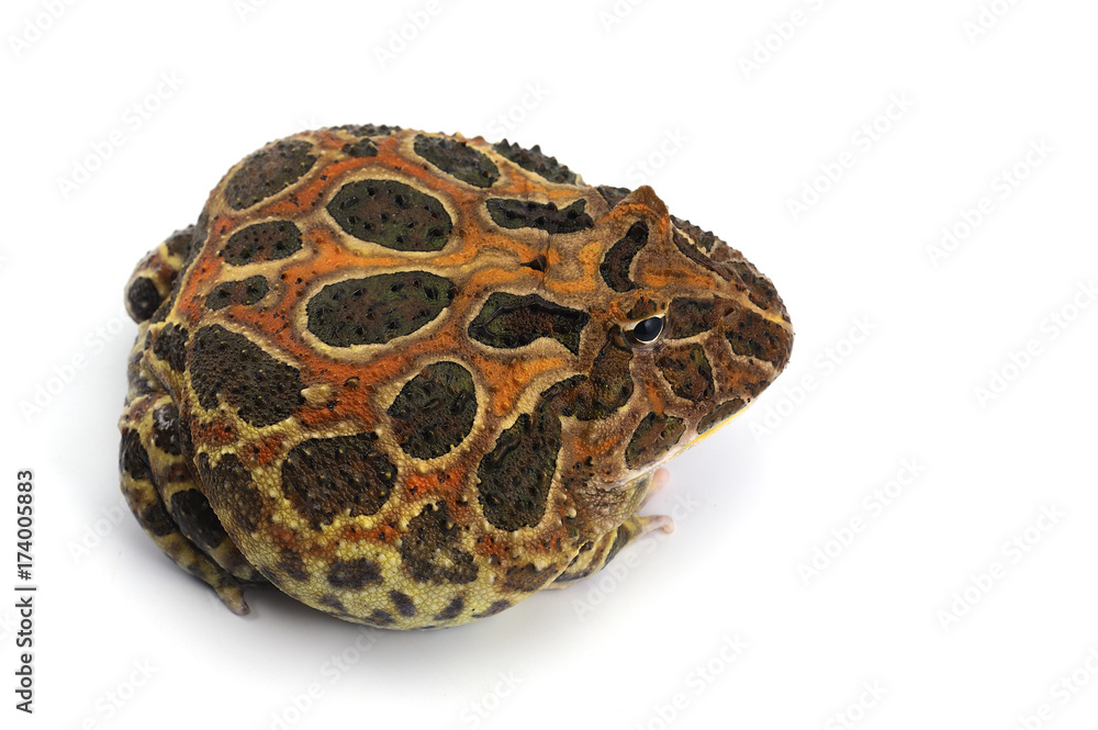 pac man frog isolated on white background Stock Photo | Adobe Stock