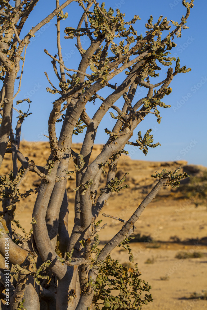 Frankincense tree, growing in a Dhofar mountains near Salalah, Oman ...