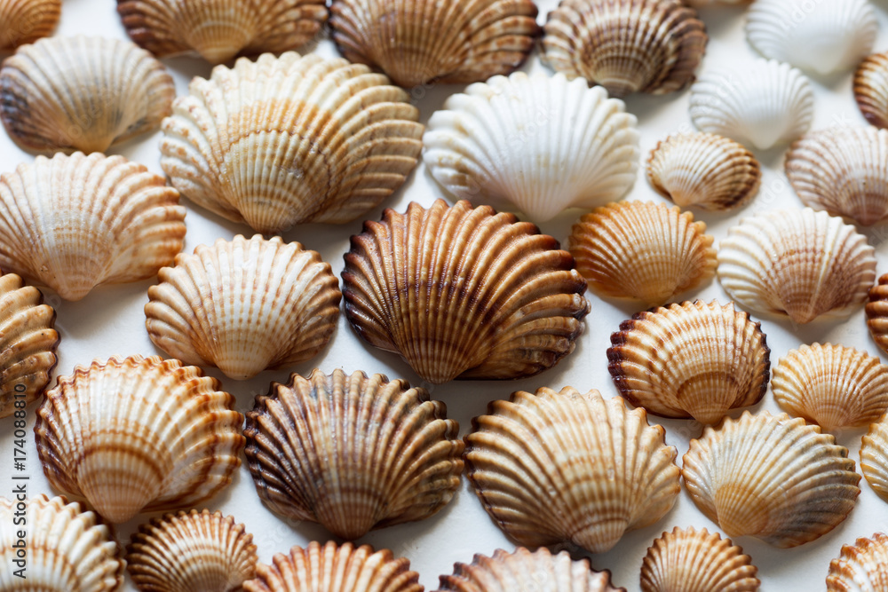 Poster Sea shells spread on the white surface top view – Wall Art ...