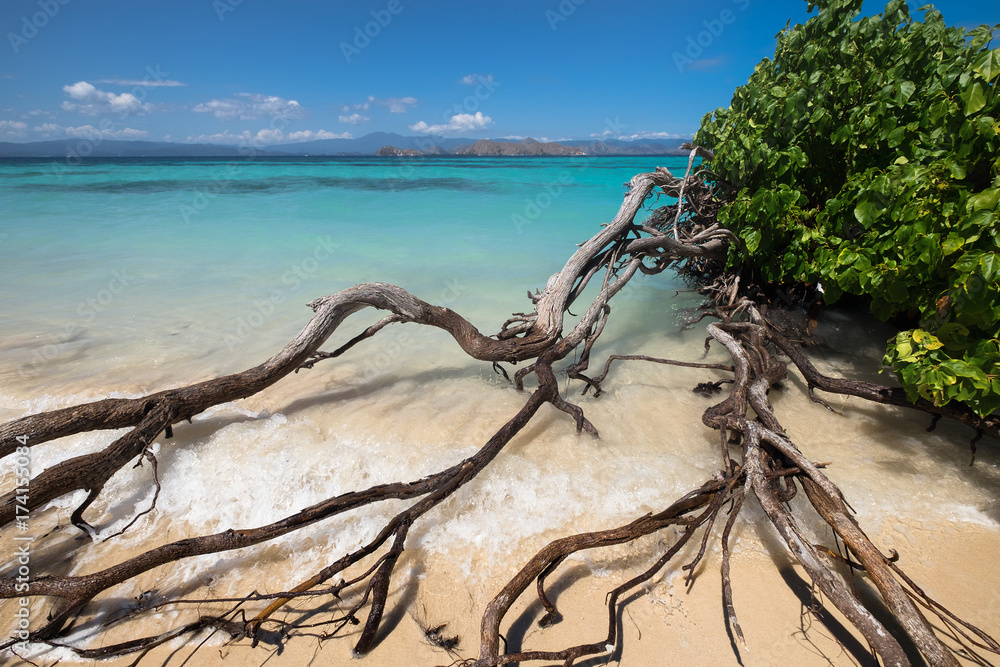 White sand beach with tree in Kanawa Island Flores Sea, East Nusa ...