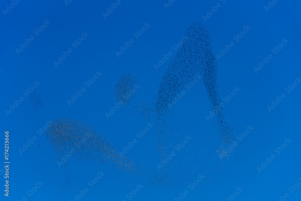 Flock and swarm of birds - beautiful formations of flying birds Stock ...