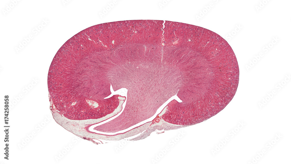 kidney - body cells cross section cut under a scientific microscope ...