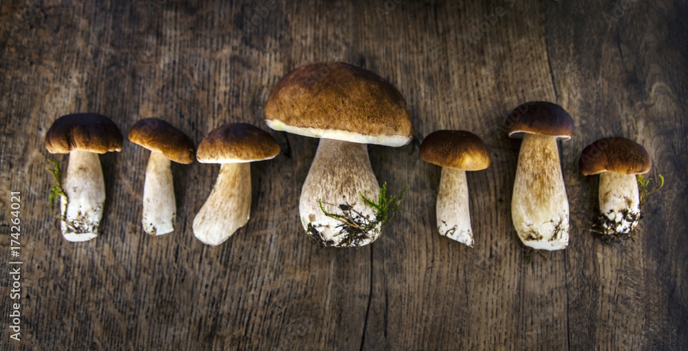 Steinpilze Stock-Foto | Adobe Stock