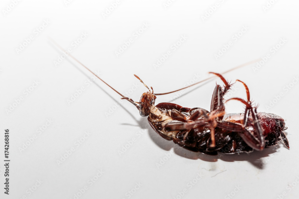 scarafaggio avvelenato. scarafaggio morto. scarafaggio a pa ncia in su ...