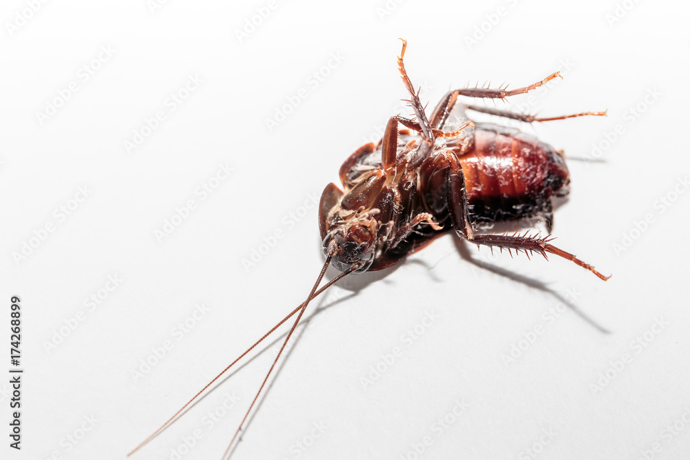 scarafaggio avvelenato. scarafaggio morto. scarafaggio a pa ncia in su ...