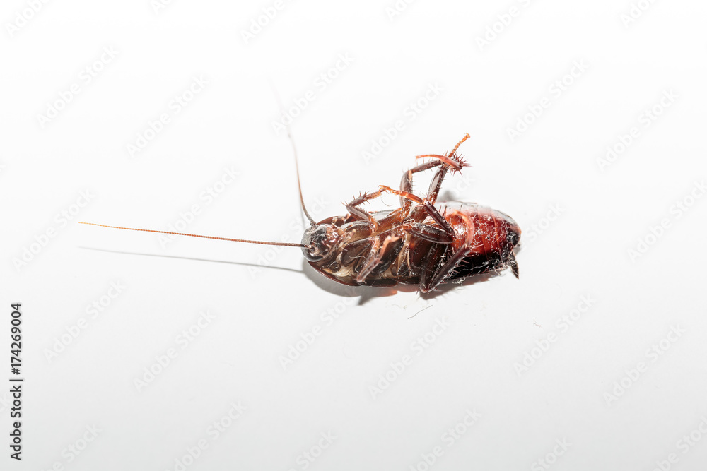 scarafaggio avvelenato. scarafaggio morto. scarafaggio a pa ncia in su ...