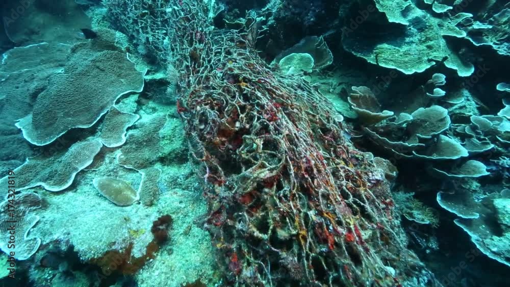 Coral growing over old fishing net caught on reef at Kakaban Island ...