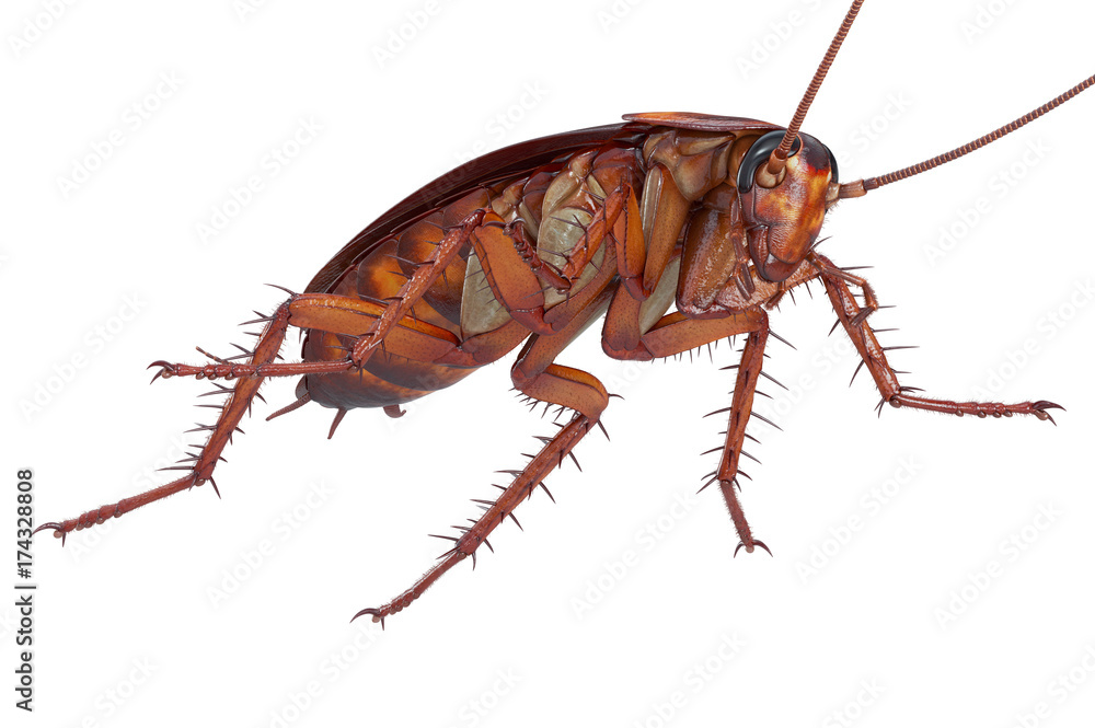Cockroach bug creature dirty and disgusting. 3D rendering Stock ...