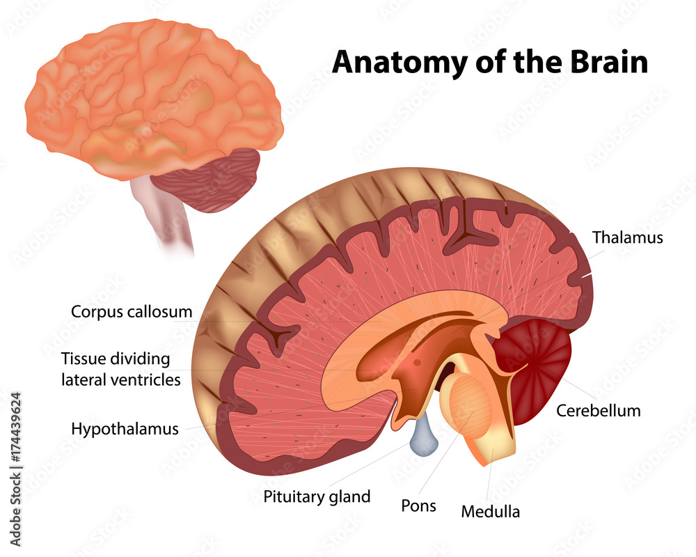 Brain Tissue Types