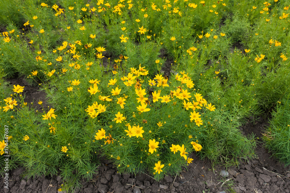 Coreopsis Verticillata