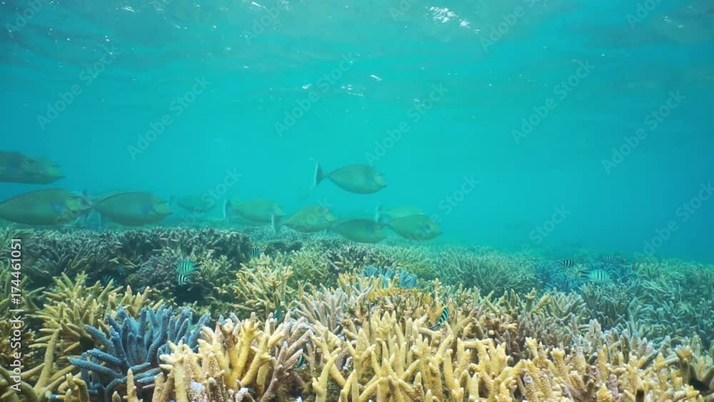 Shallow coral reef with staghorn corals and a shoal of tropical fishes ...