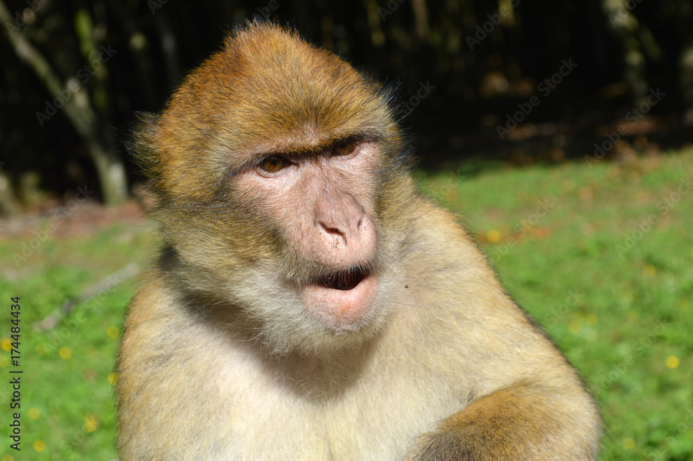 Affe Stock-Foto | Adobe Stock