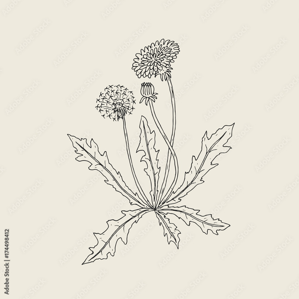 Dandelion Plant Drawing
