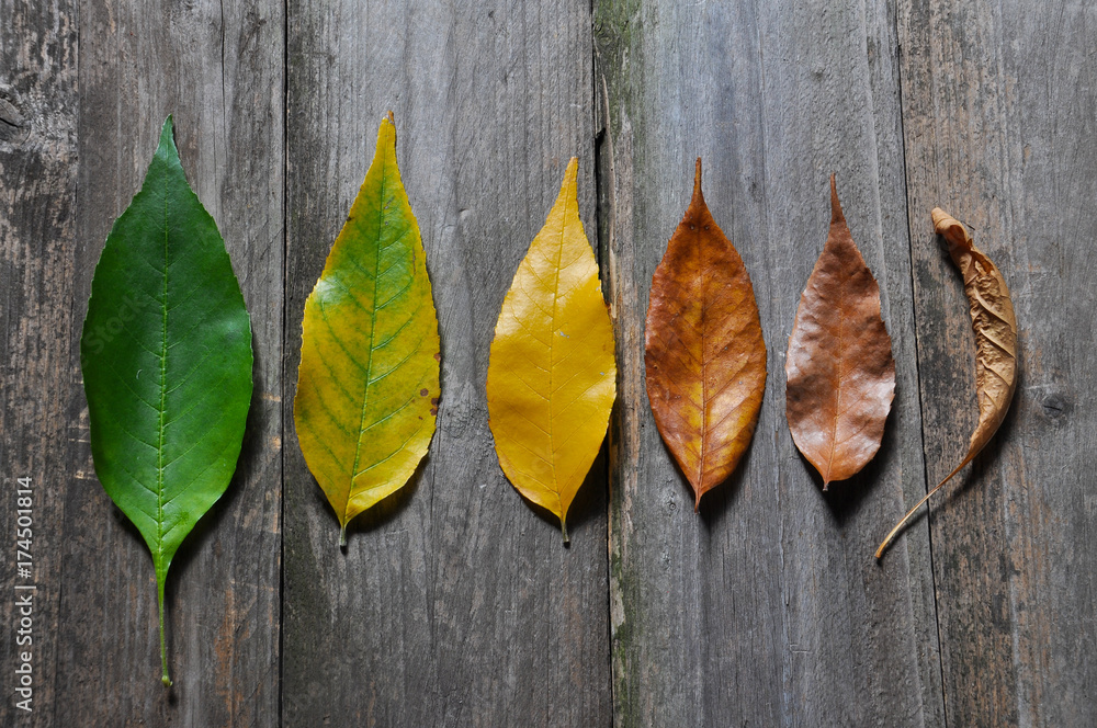 Life cycle of leaves on the wooden background. Color of leaves in ...