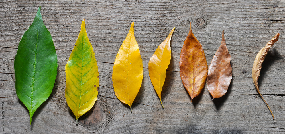 Life cycle of leaves on the wooden background. Color of leaves in ...