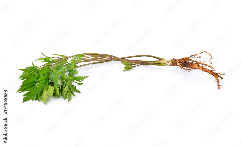 Fresh Ginseng Root and female ginseng (dong quai) leaves on white ...