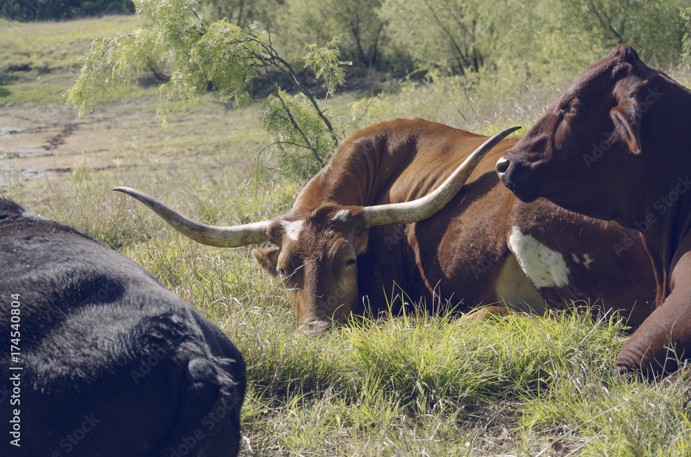 Cute longhorn cow sleeping in grass, surrounded by other cattle of the ...