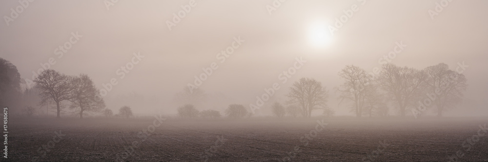 Sun rising through fog above a row of trees. Norfolk, UK. Stock Photo ...