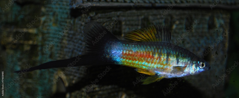Blue Swordtail Fish