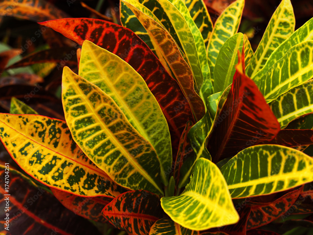 Spotted Croton Plant