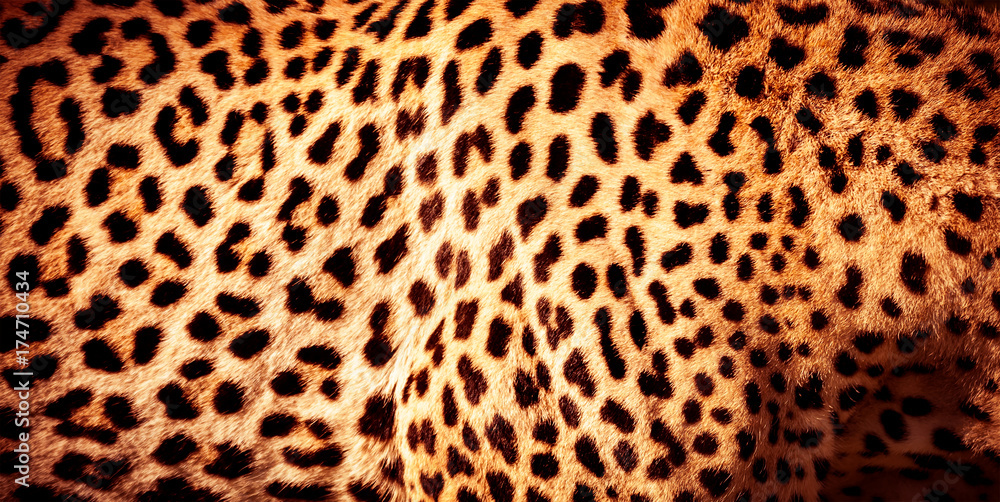 Beautiful leopard skin background Stock Photo | Adobe Stock