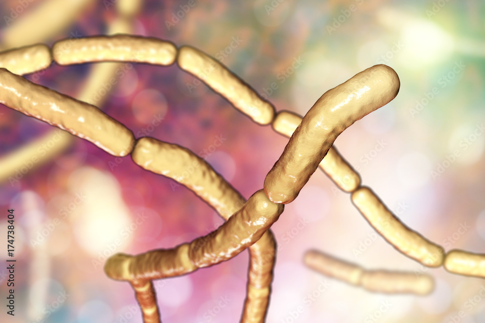 Bacillus subtilis, gram-positive bacteria, non-pathogenic for humans ...