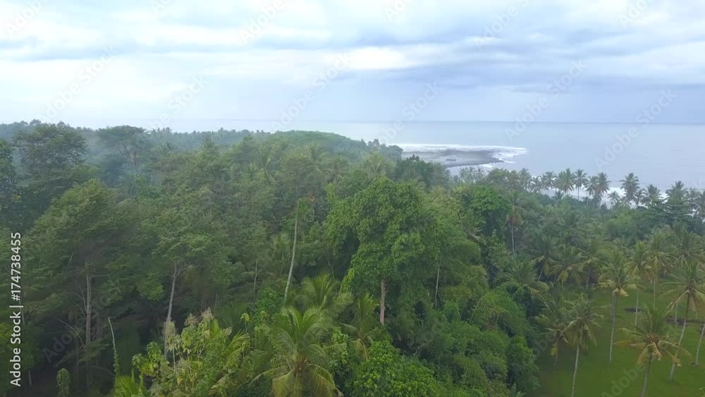 AERIAL Flying above gorgeous dense overgrown acacia & palm tree ...