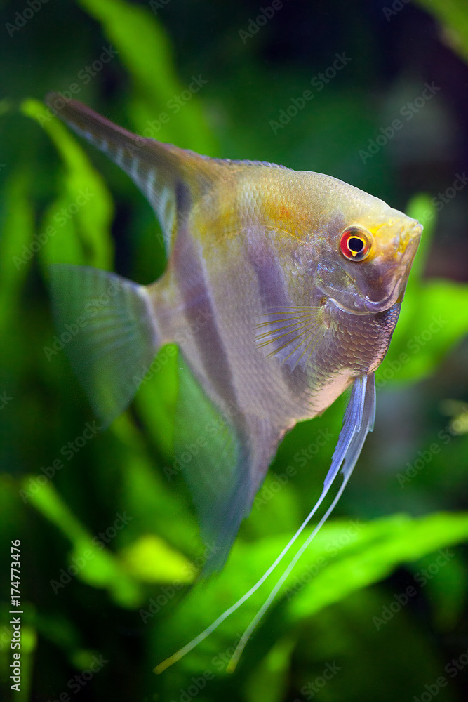 Gold Angelfish
