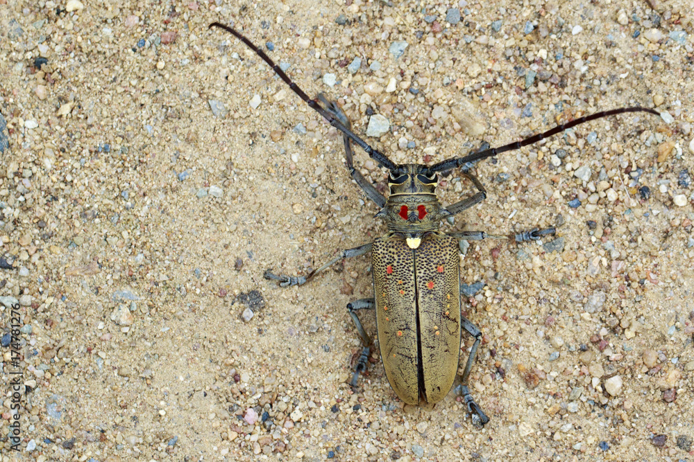 Image of Spotted Mango Borer(Batocera numitor) on the ground. Beetles ...