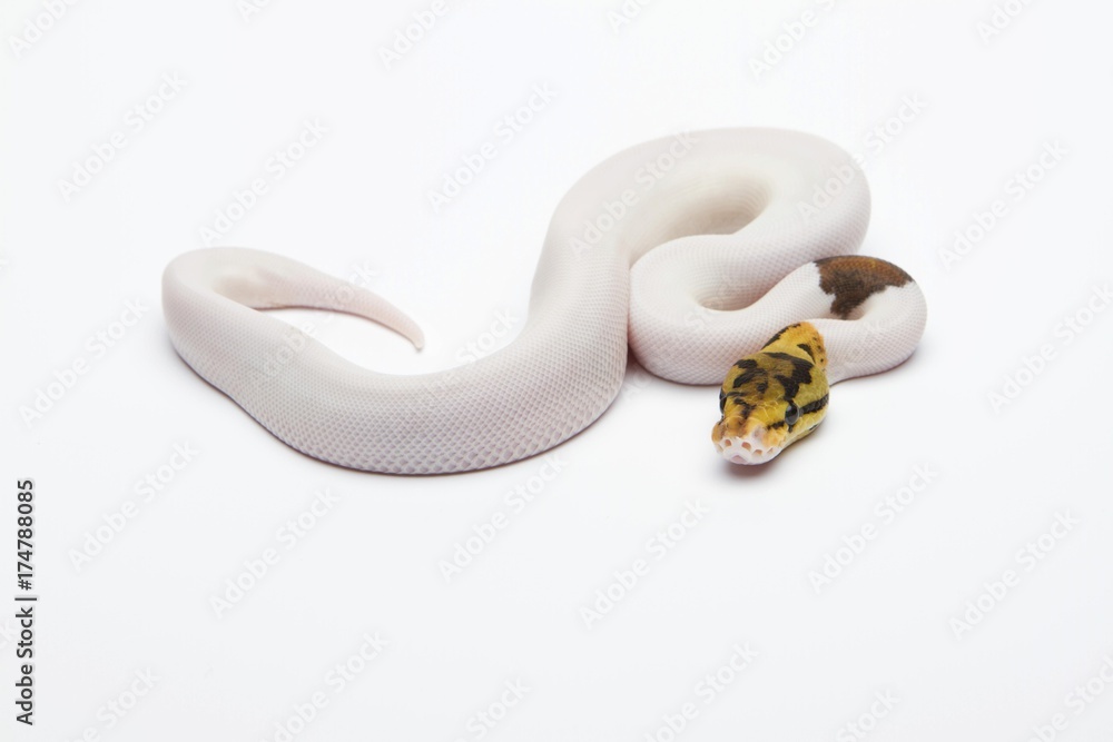 Bumble Bee Ball Python