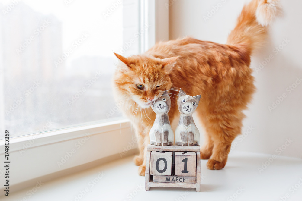 Cute ginger cat biting wooden calendar with cats and date March 1st ...
