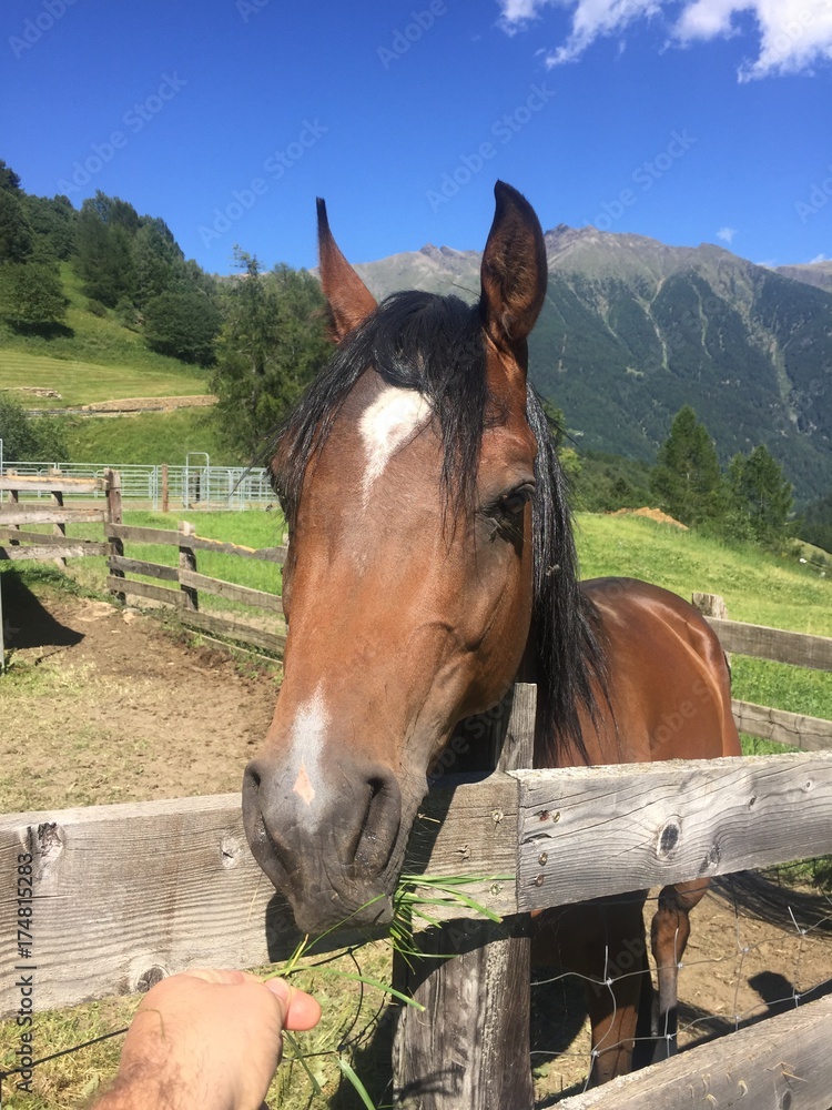 cavallo cavalli cavalcare recinto fieno natura maneggio Stock Photo ...