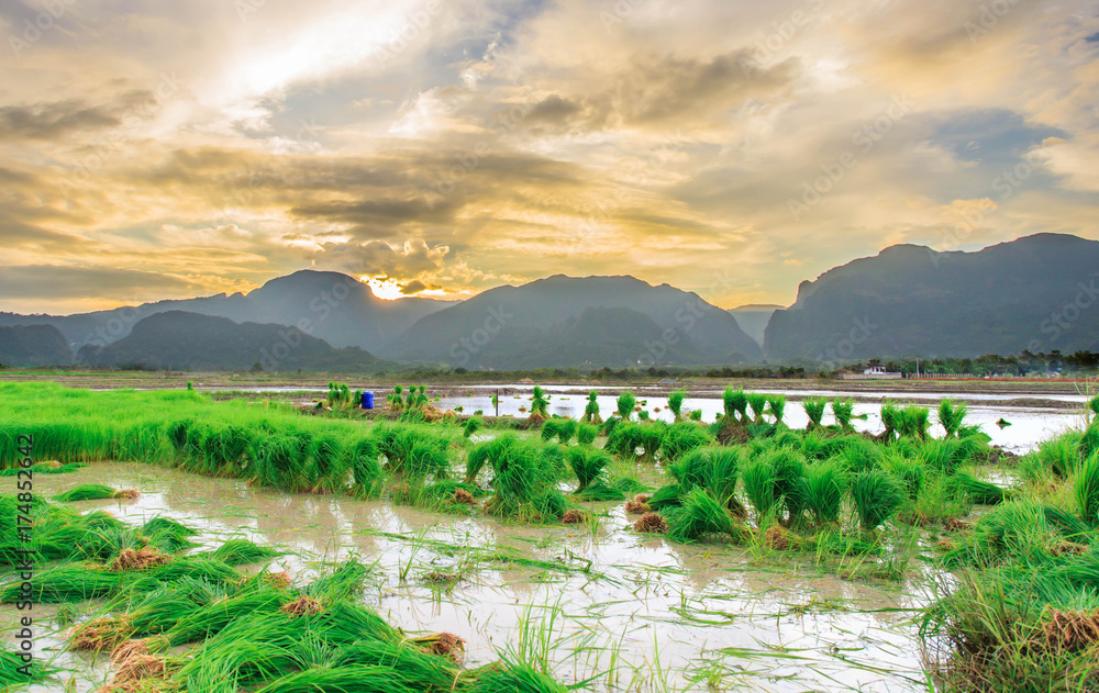 Farmer planting of the rice season, be prepared for planting. Stock ...