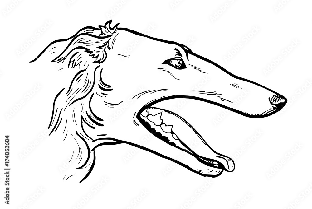 Greyhound head in profile, face dog, portrait, black and white graphic ...