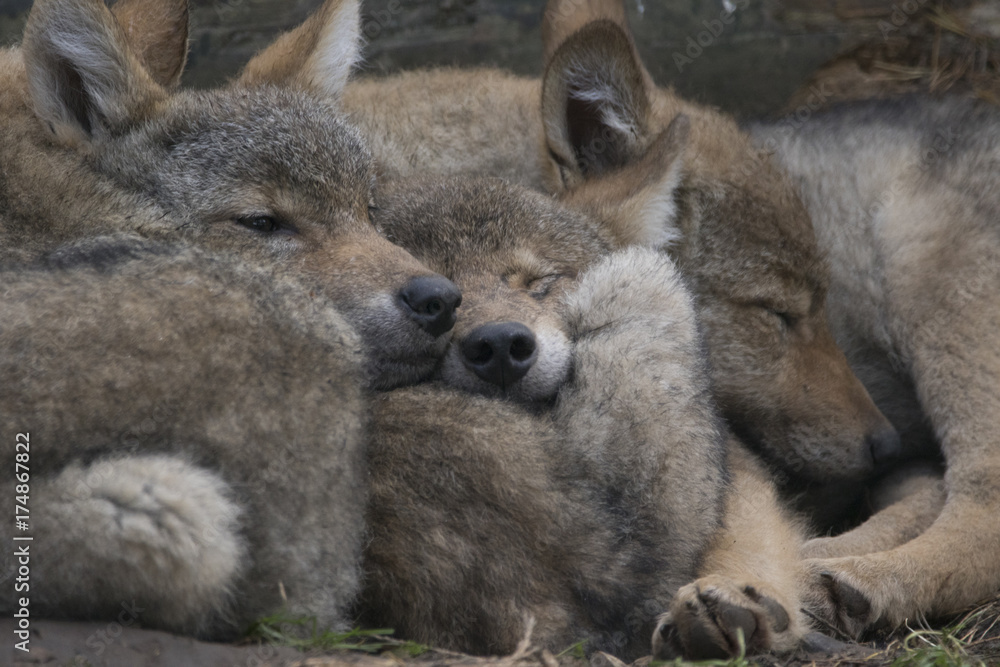 Grey Wolf Pup Sleeping