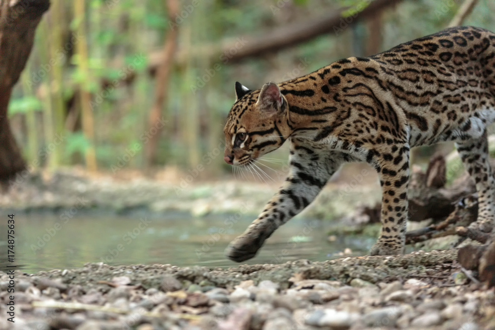 Leopardus pardalis. ocelot. gattopardo. Leopardus pardalis Stock Photo ...