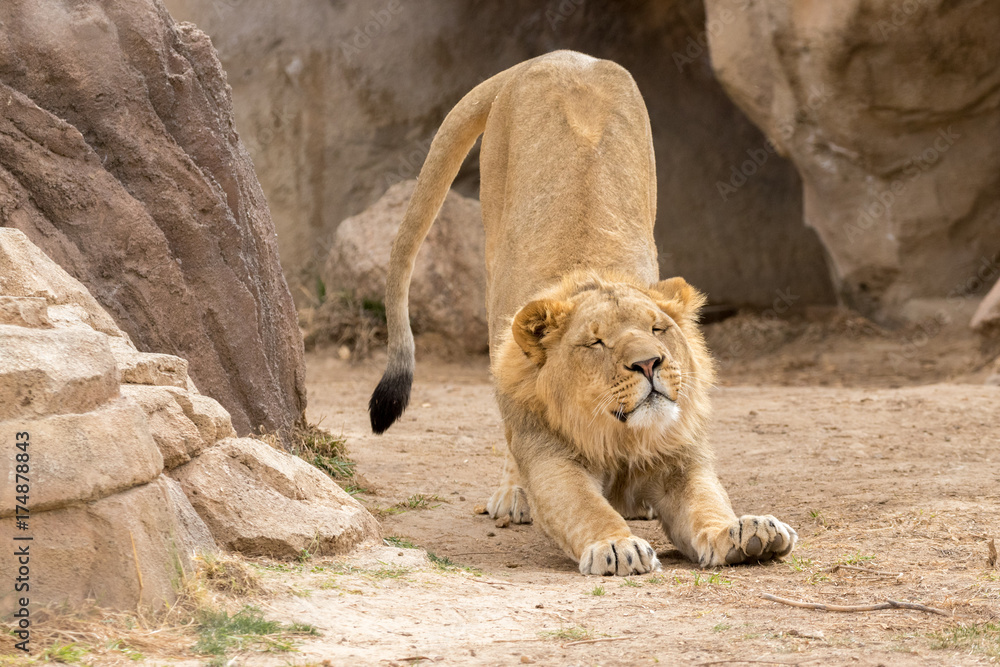 Lion Stretch Stock Photo | Adobe Stock