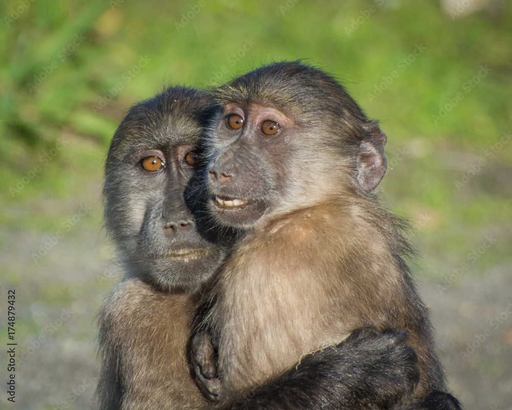 A pair of chacma baboons hug each other at Silvermine Nature Reserve ...