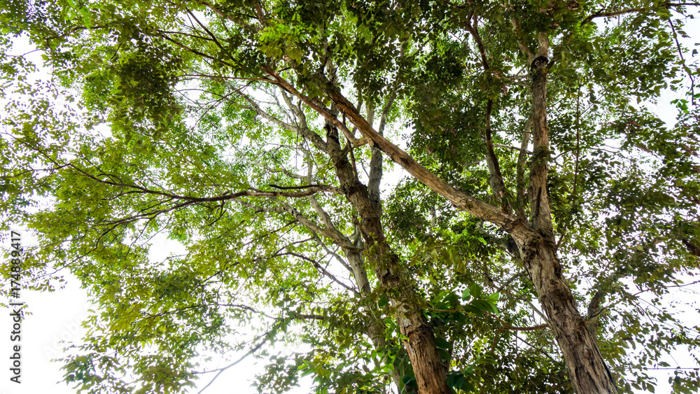 Rosewood tree in the forest Stock Photo | Adobe Stock