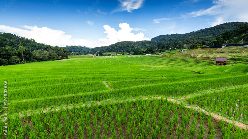 rice fields on terraced , rice plantations , Chiangmai province , North ...