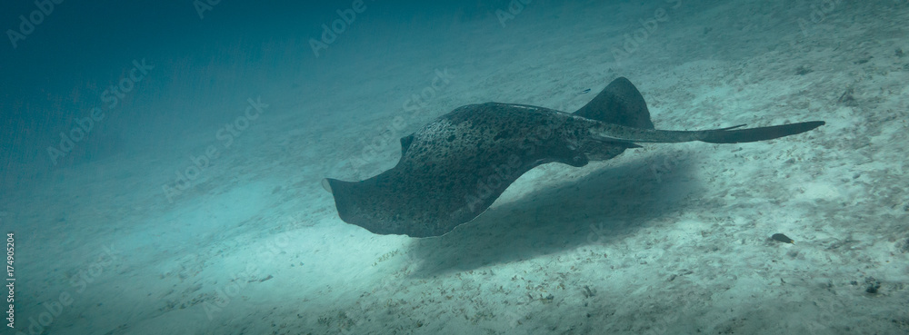 Cowtail ray swimming away on Lady Elliot island in Queensland Australia ...