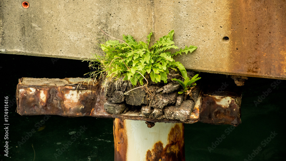 Weeds growing on pylon supporting wharf at circular quay, sydney ...