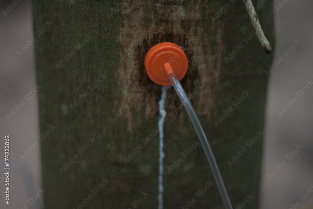 Rubber injection technology in tree rubber plant step install tool for ...