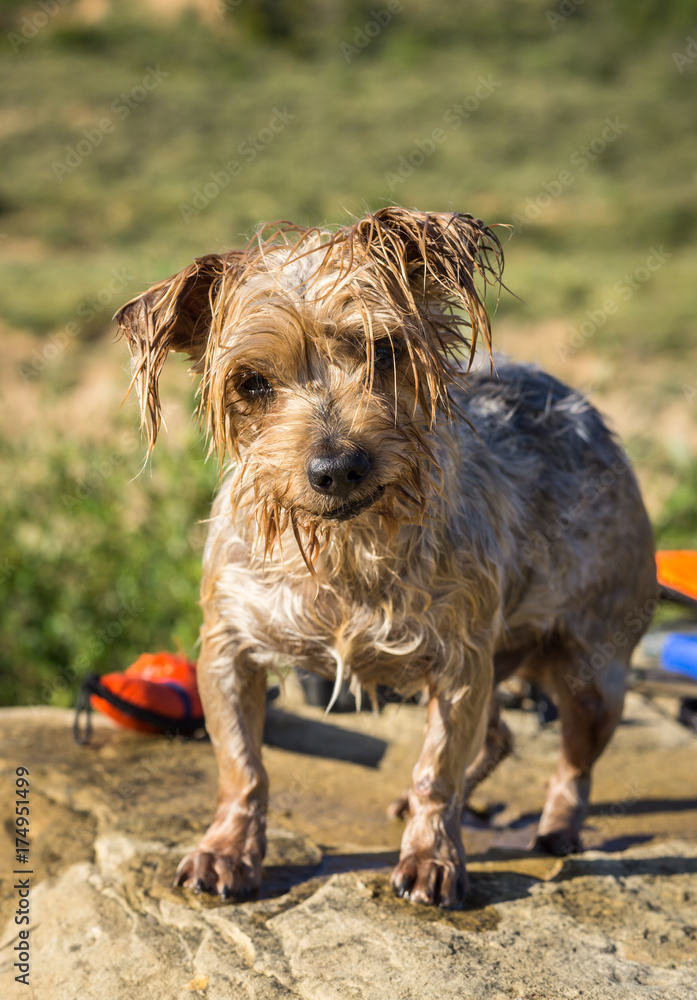 Do Yorkie Dogs Like Swimming