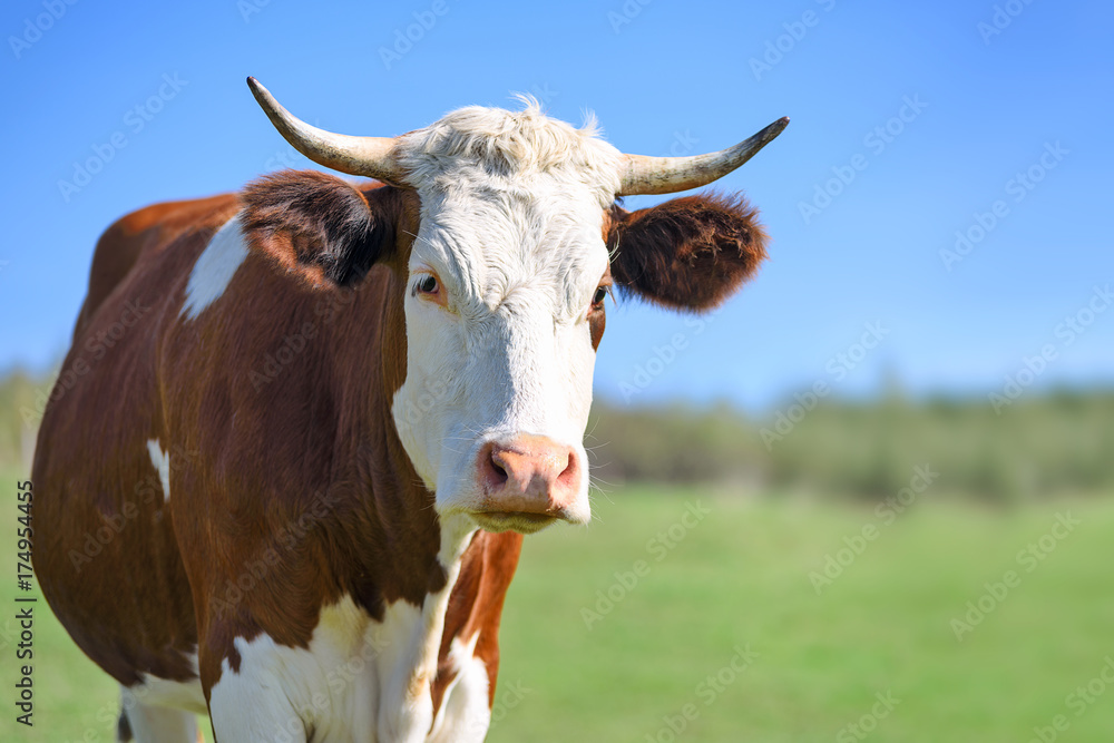 Happy and free single dairy cow on a green meadow in a sunny day. Stock ...